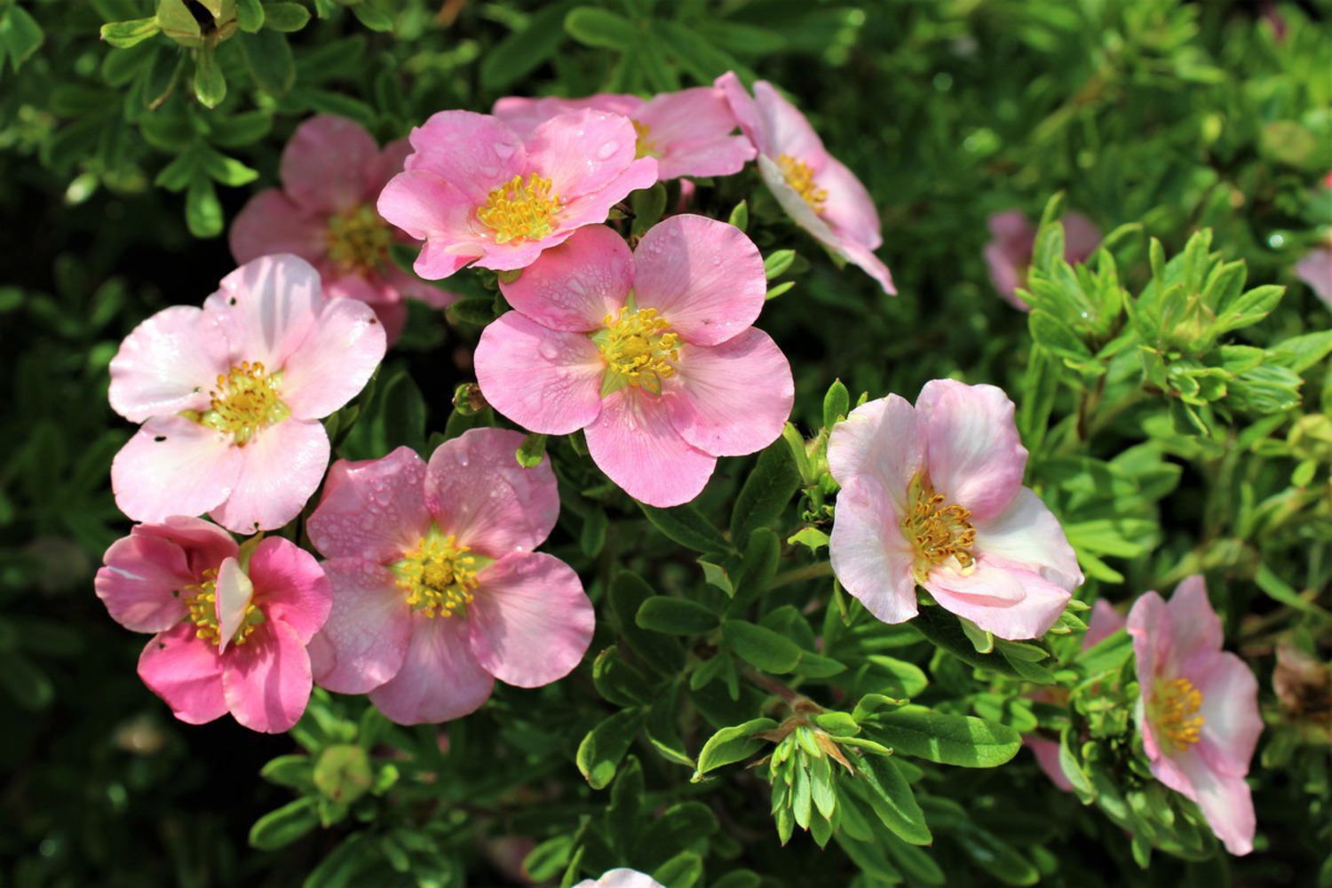 Розовая лапчатка Lovely Pink / Pink Beauty (14 фото) - описание ...